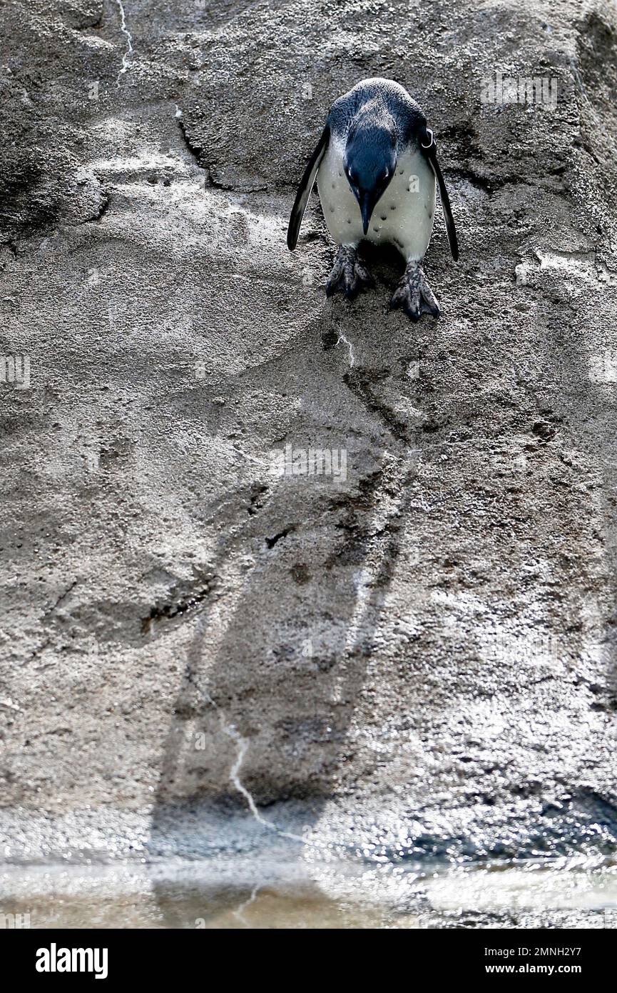 One of two juvenile African Penguins that was introduced into the ...