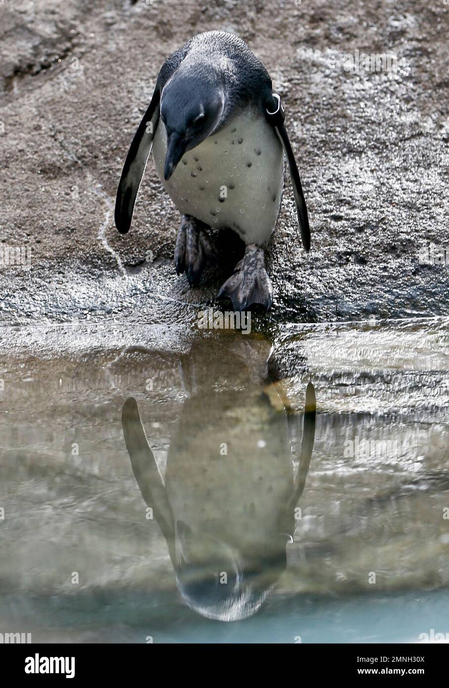 One of two juvenile African Penguins that was introduced into the ...