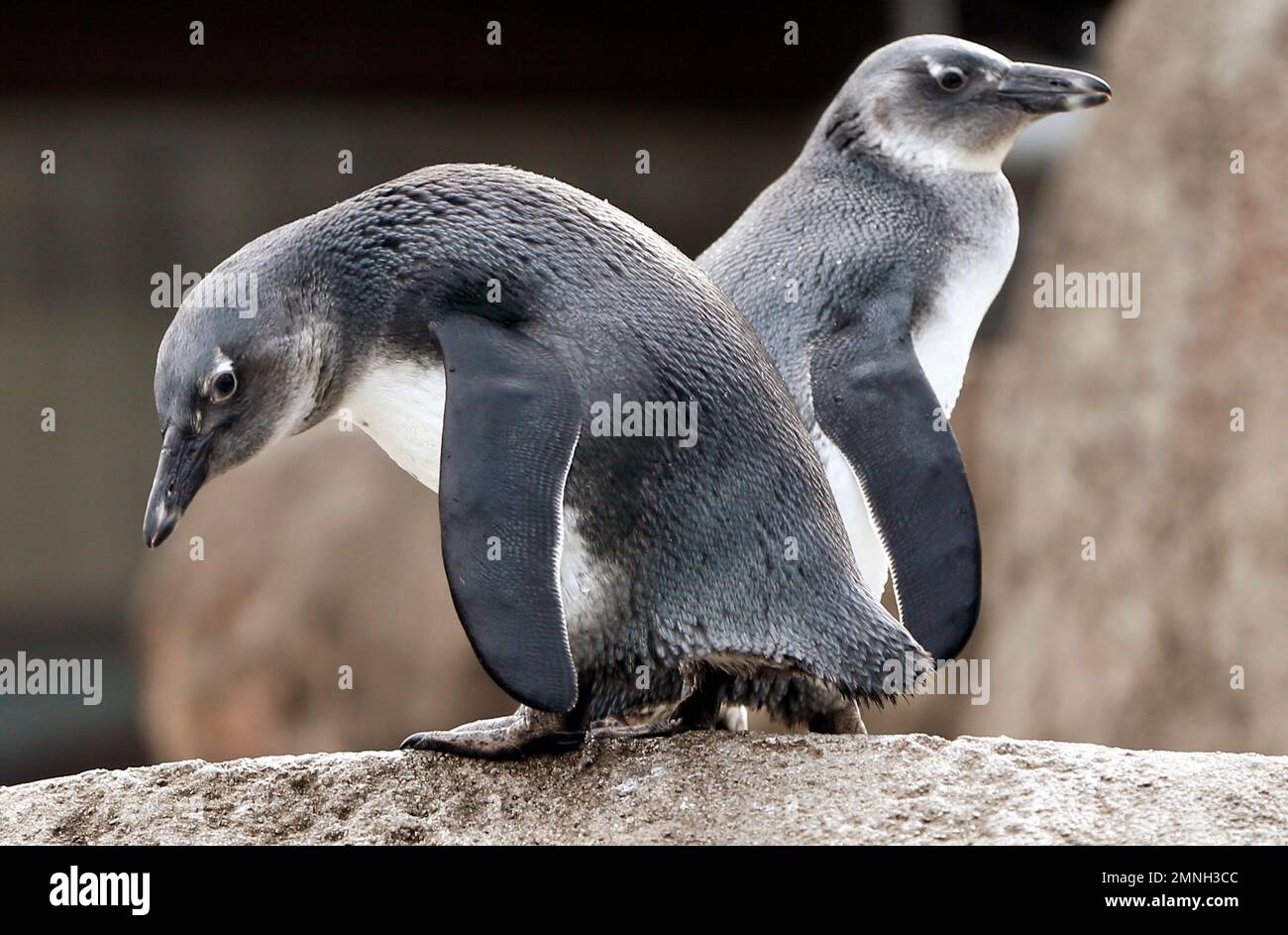 Two juvenile African Penguins explore the penguin habitat at the ...