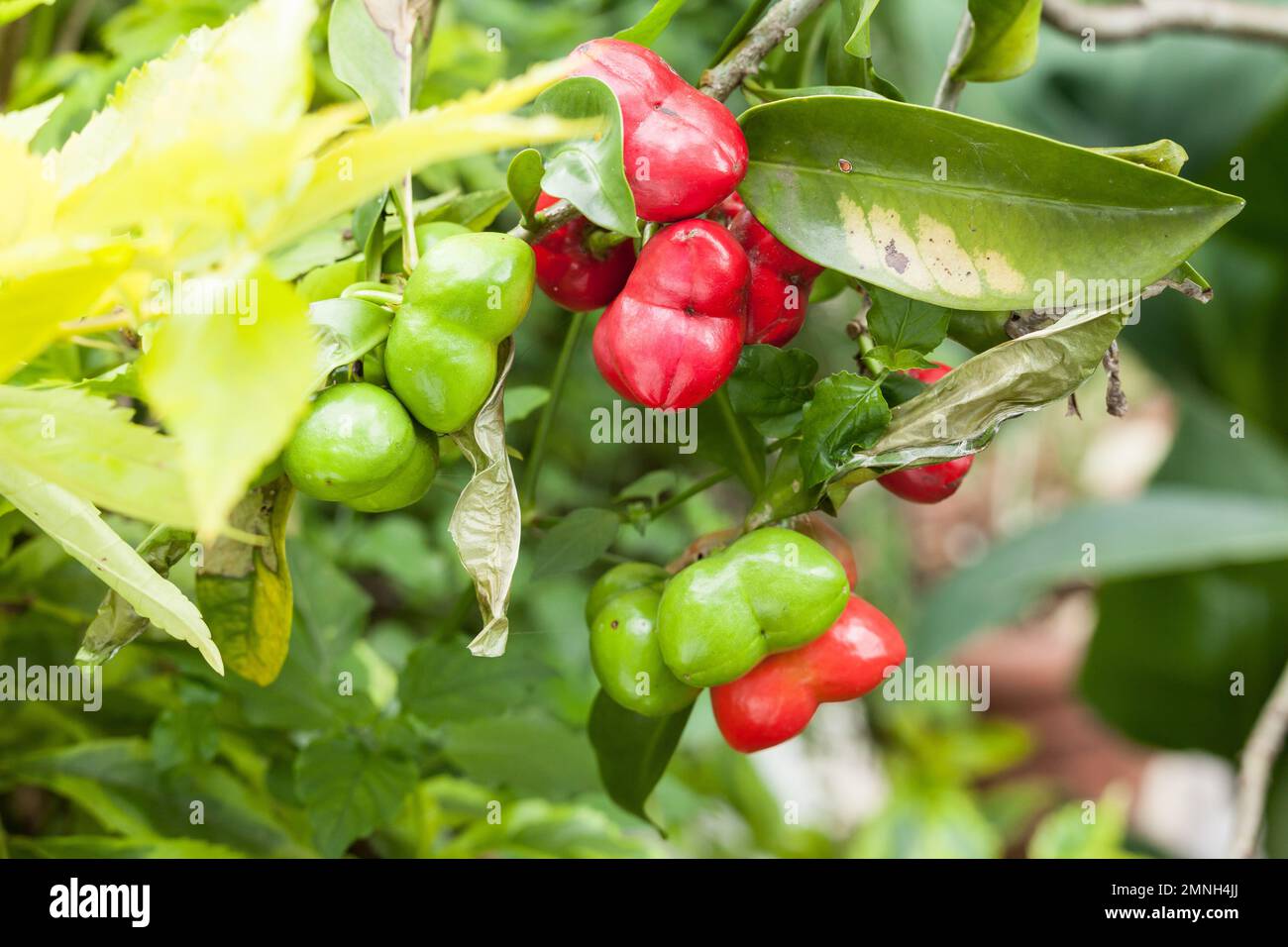 Acotope, (Thevetia ahouai); Tree Of The Family Apocynaceae Stock Photo ...