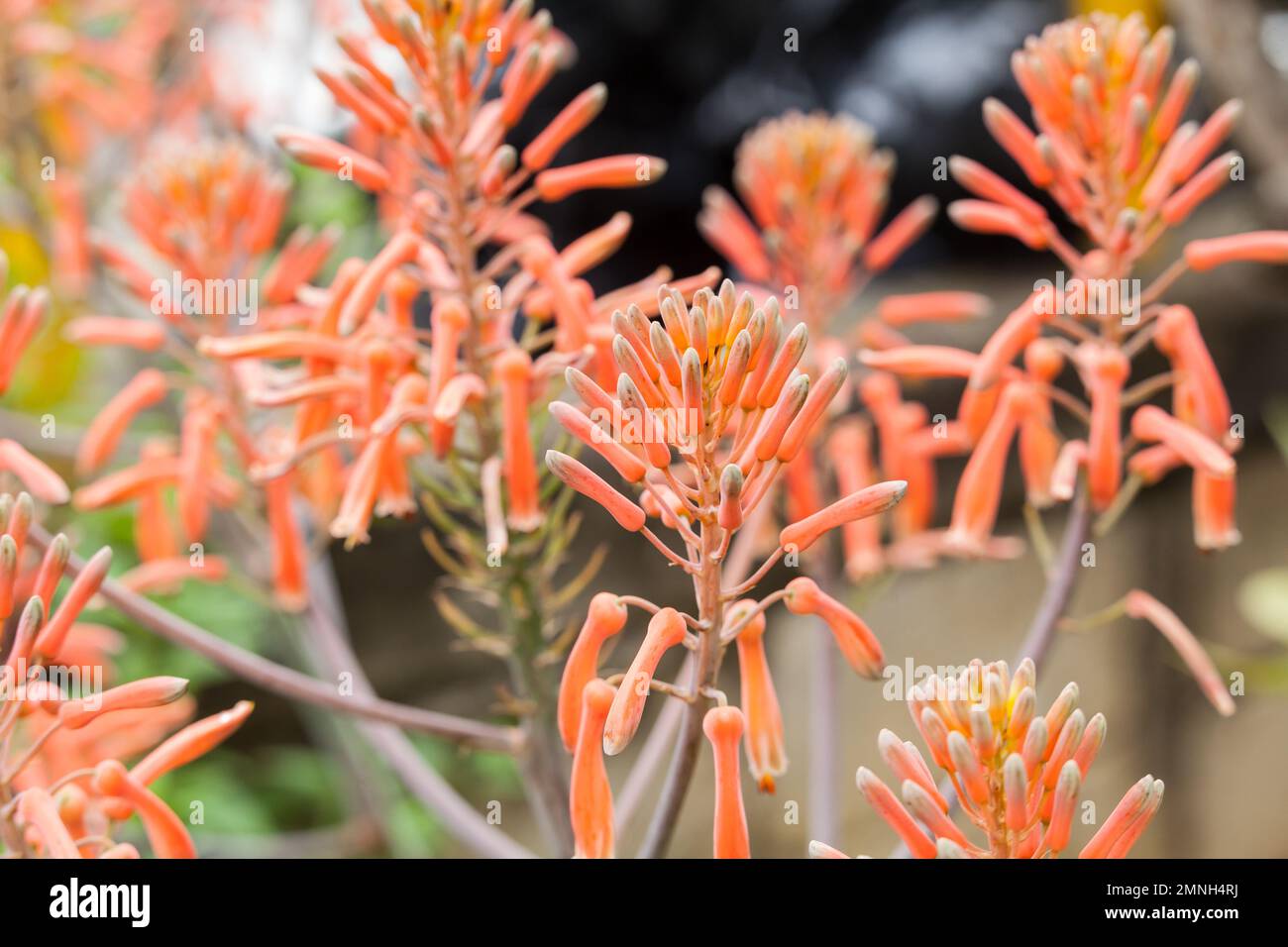 Sabila flower hi-res stock photography and images - Alamy