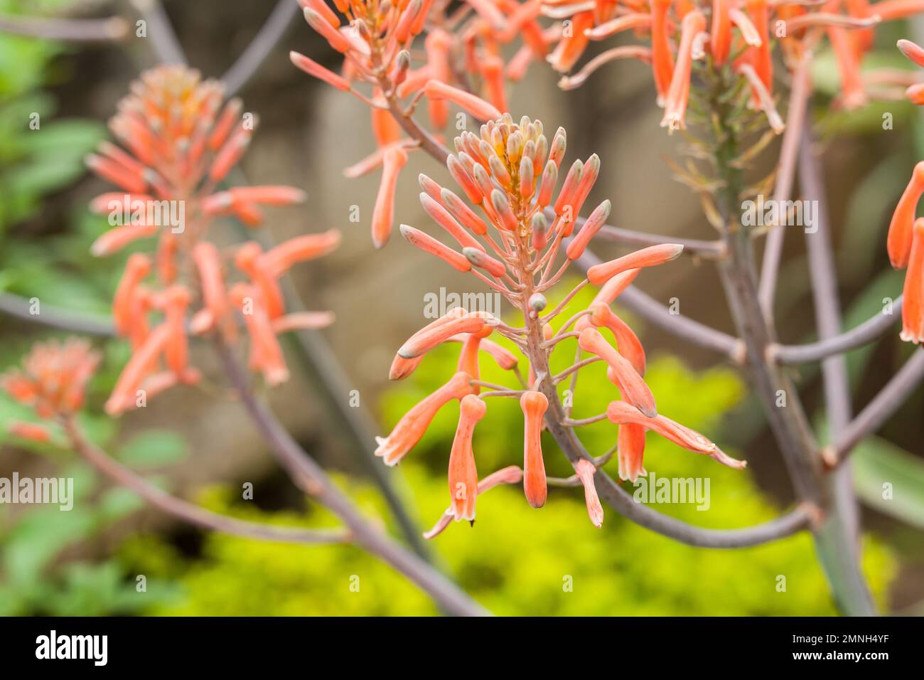 Sabila flower hi-res stock photography and images - Alamy