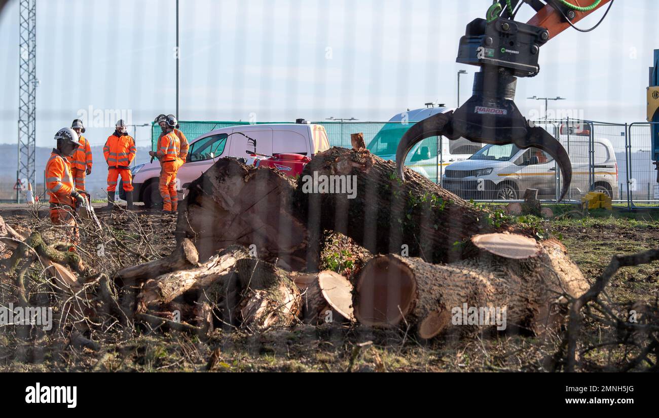 Hartwell, Aylesbury, UK. 30th January, 2023. HS2 have felled another ...