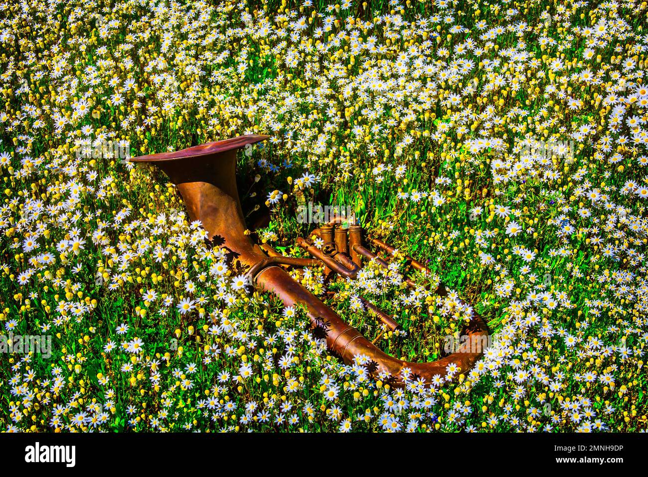 Old Horn In Daisy Field Stock Photo - Alamy