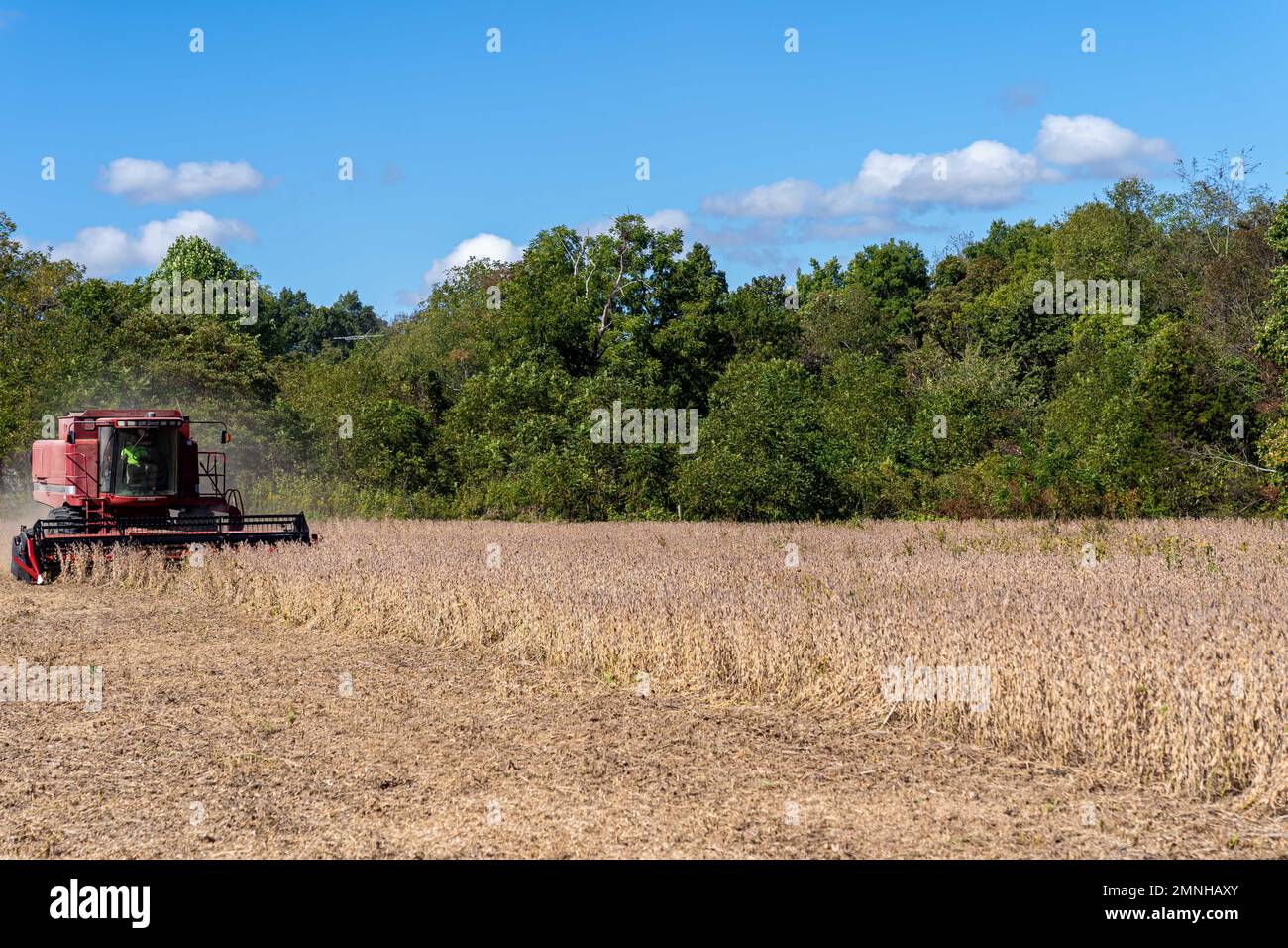 A farmer in his CASE 2344 combine harvests soybeans at Scully Family ...