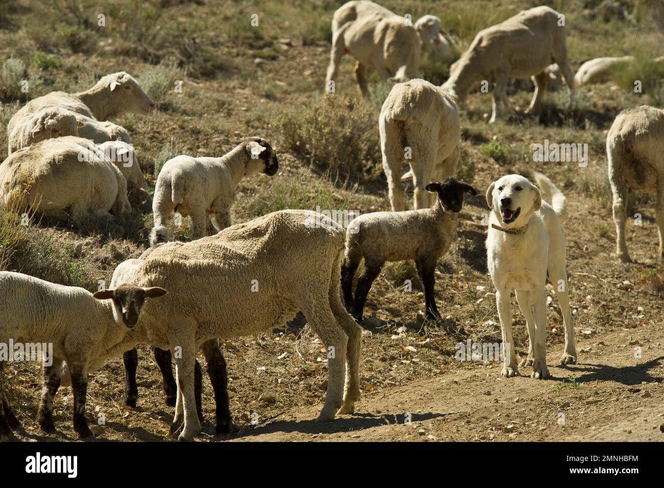 Using dogs to protect livestock hi-res stock photography and images - Alamy