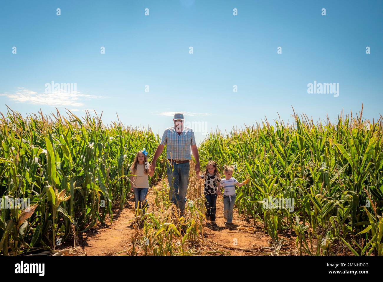 A farmer in New Mexico who grows corn for silage walks through a field ...