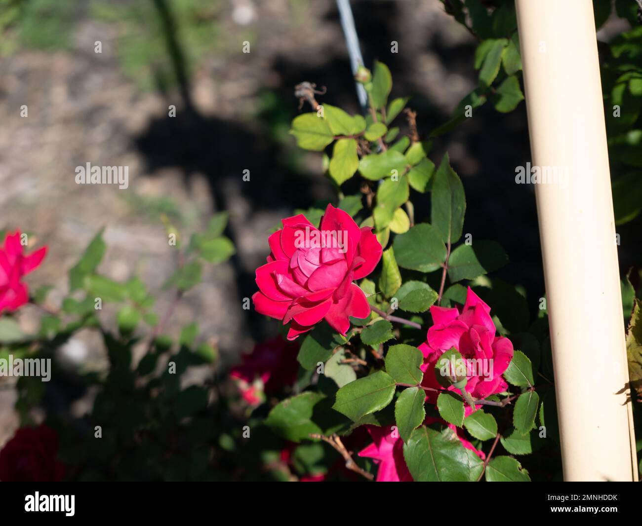 Tennessee johnson city hi-res stock photography and images - Alamy