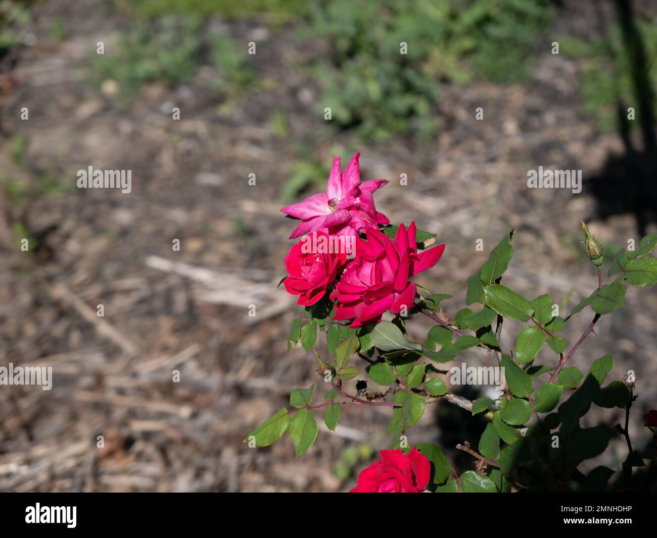 Tennessee johnson city hi-res stock photography and images - Alamy