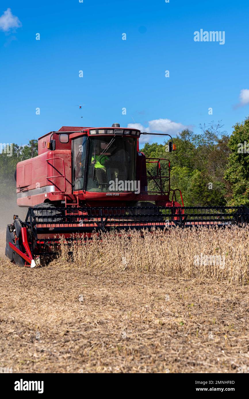 A farmer in his CASE 2344 combine harvests soybeans at Scully Family ...