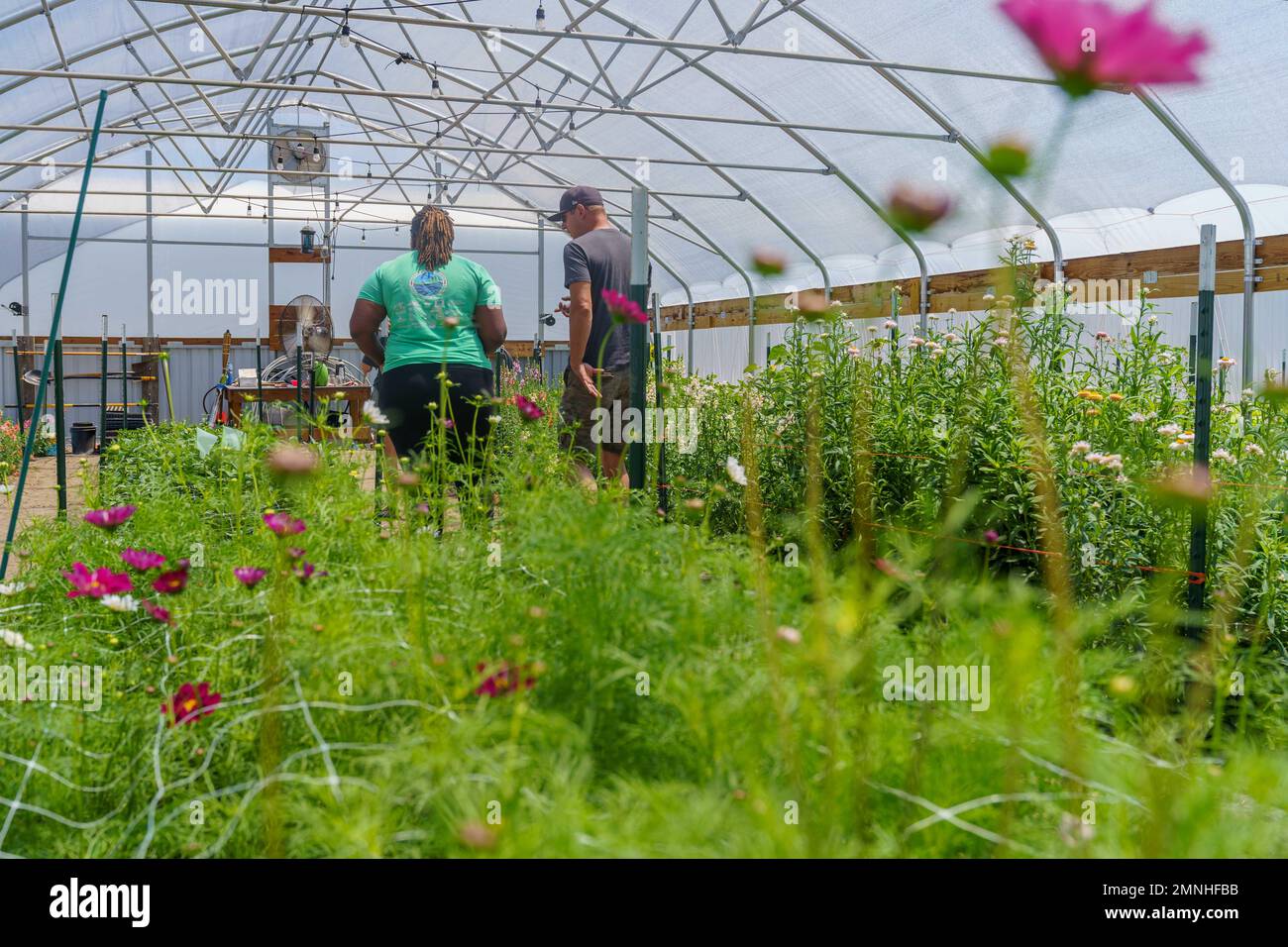 Flowers grow in a high tunnel at Floral Compass Flower Farm in ...