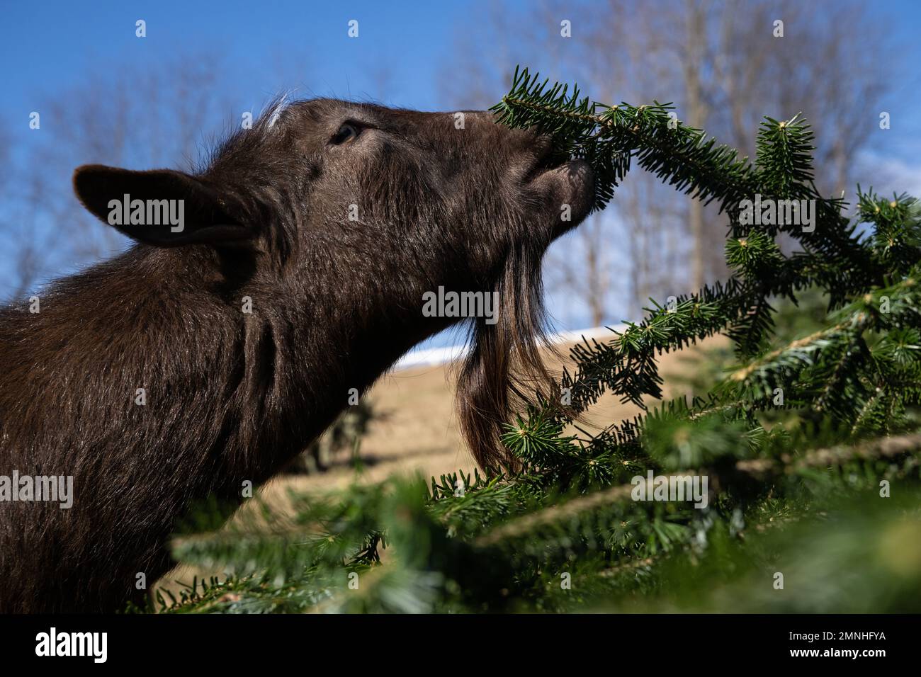 Goat eating a christmas tree hi-res stock photography and images - Alamy