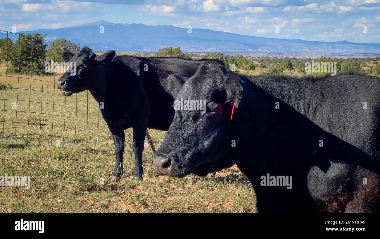 Two black cows (black angus), facing left, on a cattle ranch in New ...