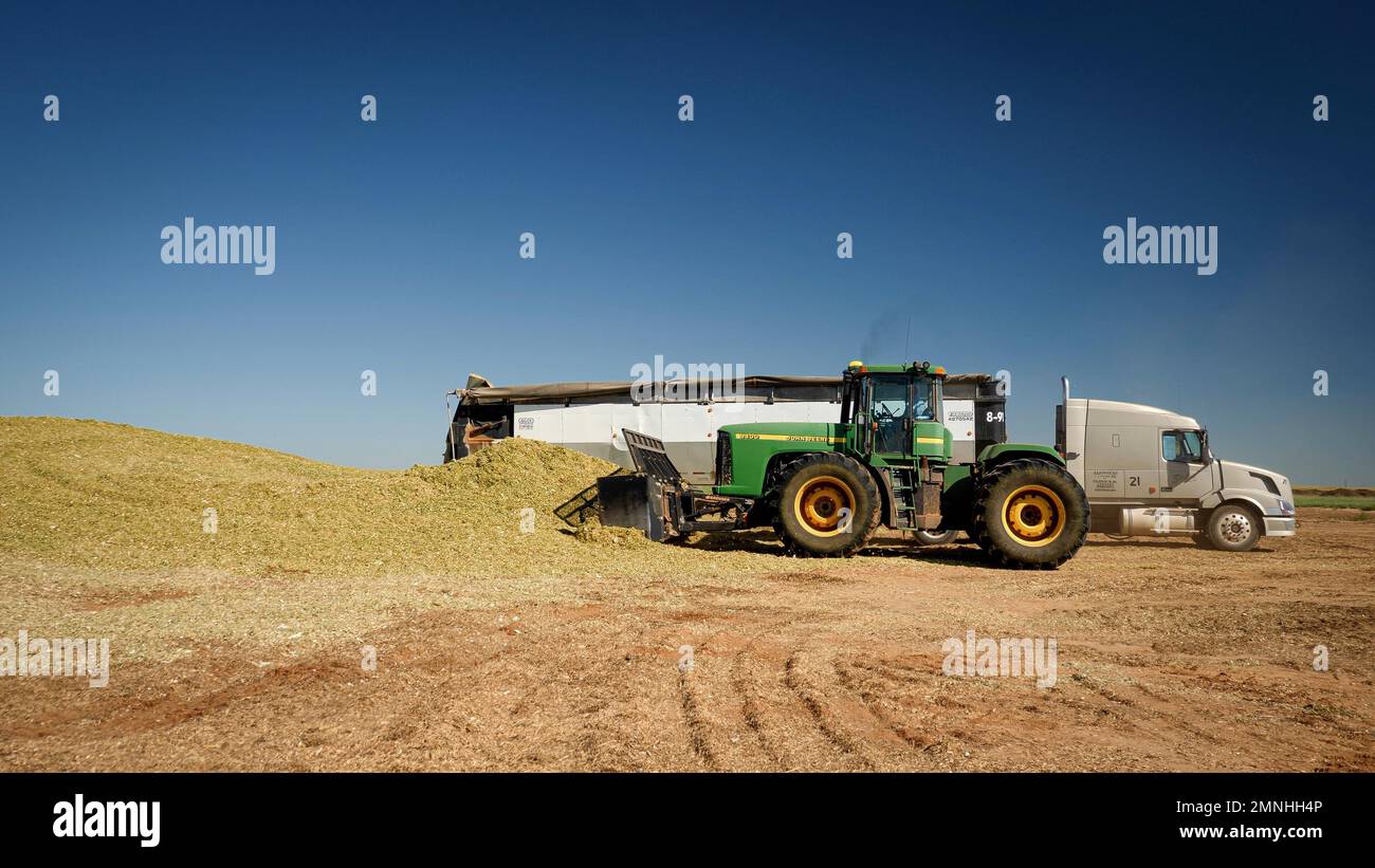 A farmer near Meltose,NM grows corn for silage, here he is seen driving ...