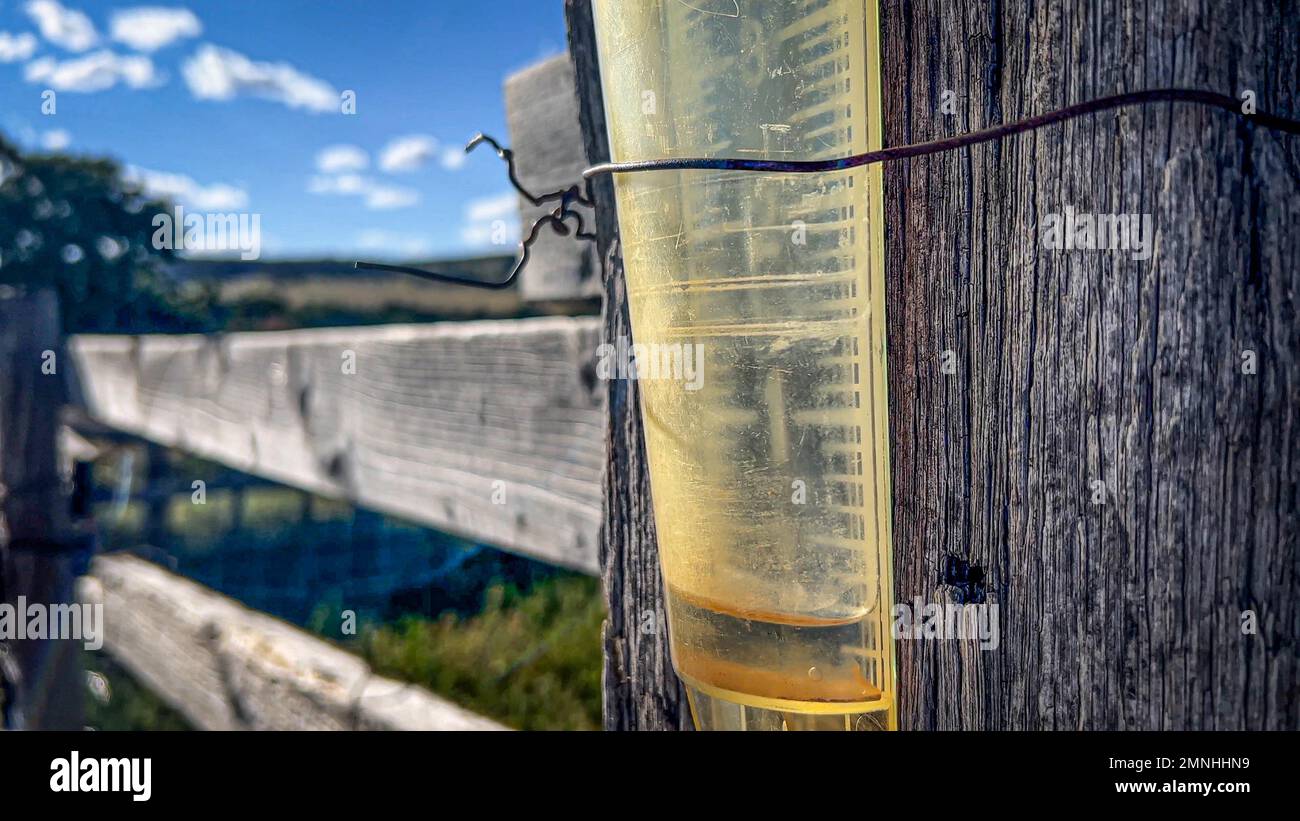 A rain gauge on a fence post at a New Mexico ranch shows an overnight ...