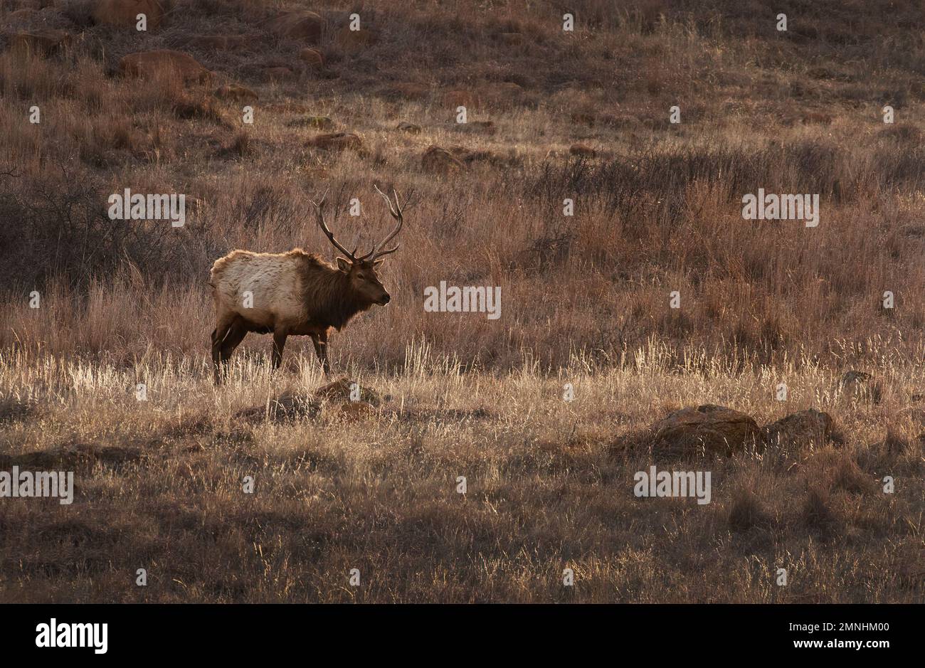 Bull Roosevelt elk grazing in winter, Wichita Mountains Wildlife Refuge, Oklahoma Stock Photo ...