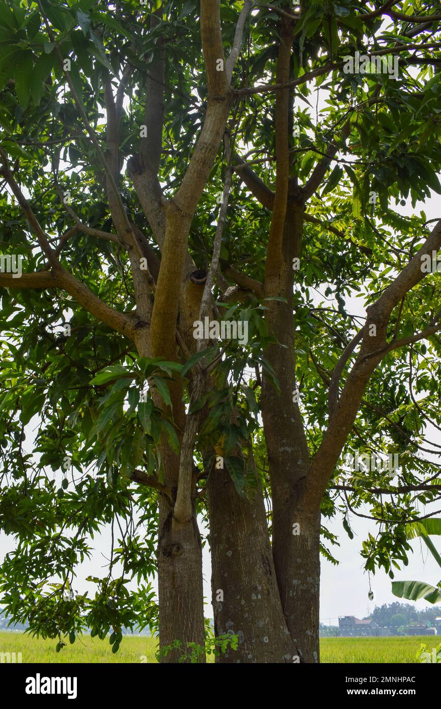 Mango in pakistan hi-res stock photography and images - Alamy