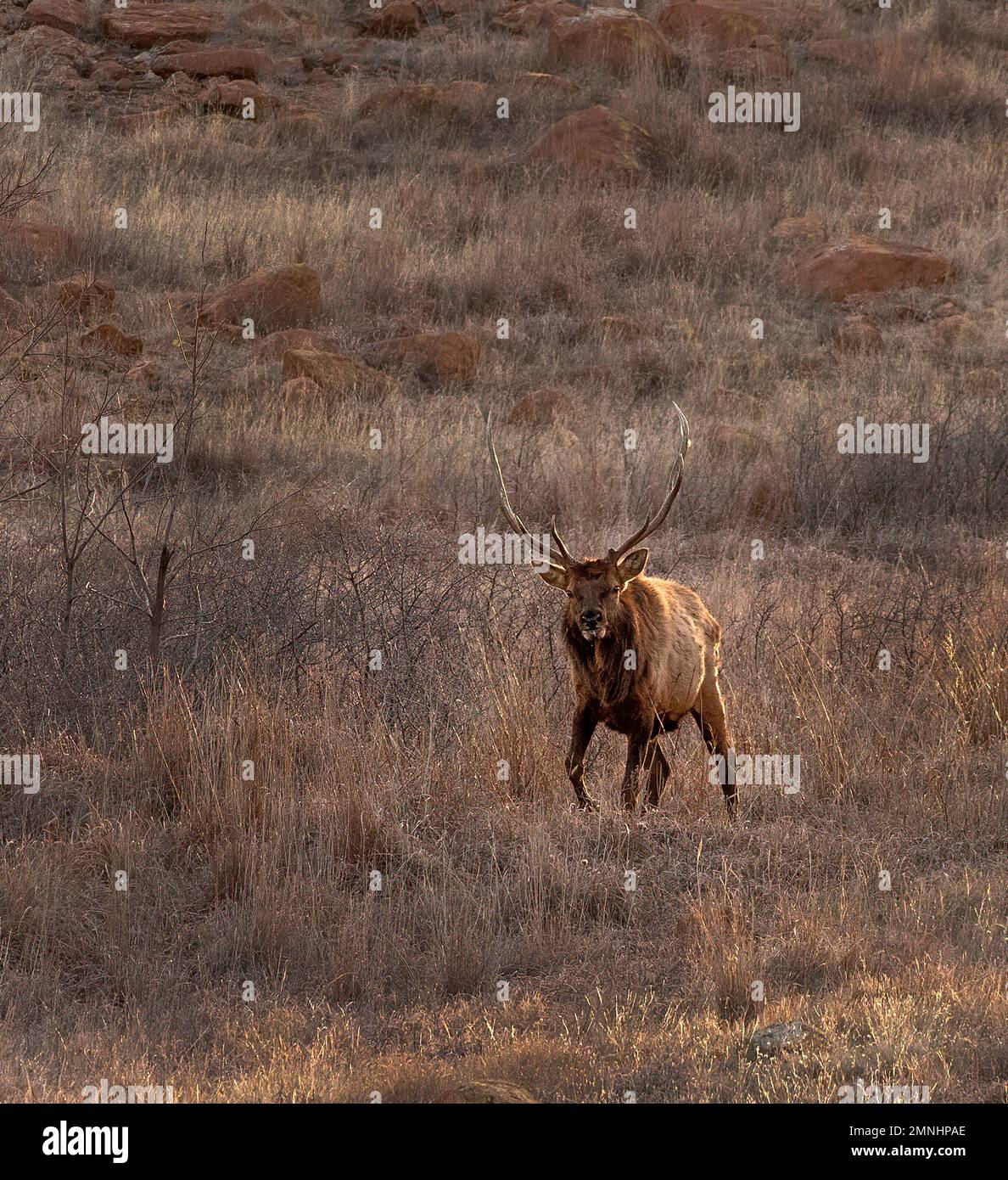 Bull Roosevelt elk grazing in winter, Wichita Mountains Wildlife Refuge ...