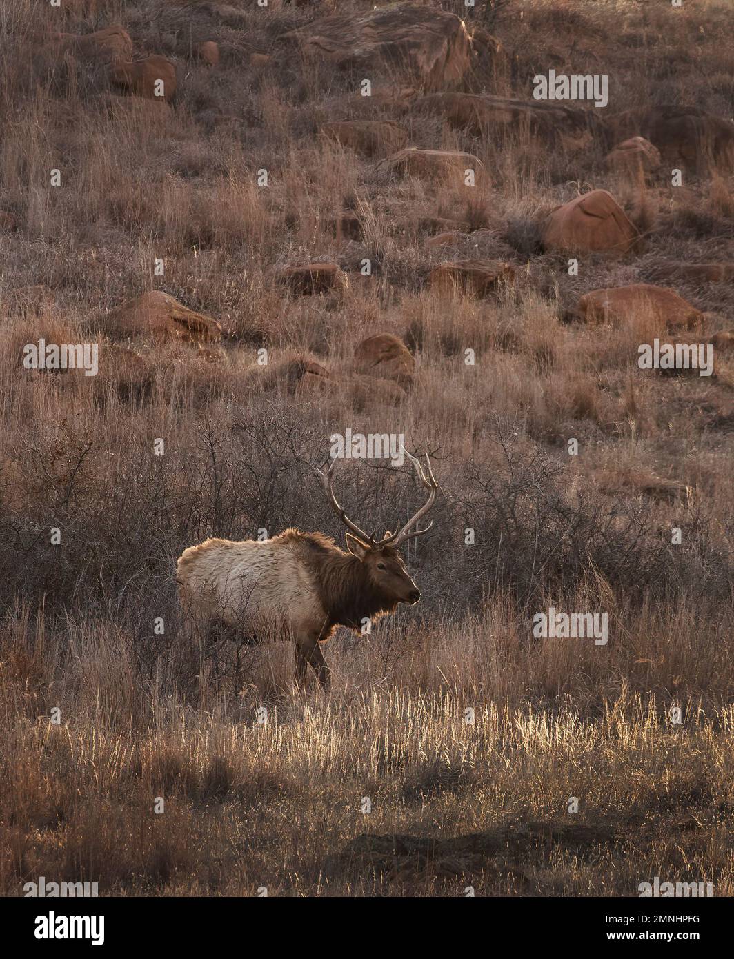 Bull Roosevelt elk grazing in winter, Wichita Mountains Wildlife Refuge, Oklahoma Stock Photo ...