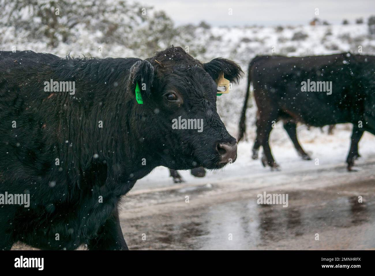 Herds of cattle are known to delay traffic on the way to Canyonlands ...