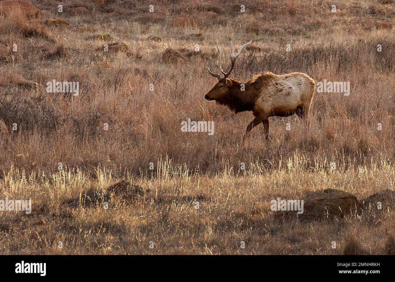 Bull Roosevelt elk grazing in winter, Wichita Mountains Wildlife Refuge ...
