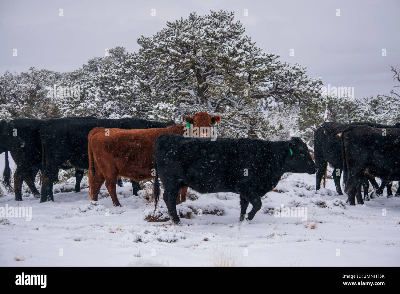 Herds of cattle are known to delay traffic on the way to Canyonlands ...