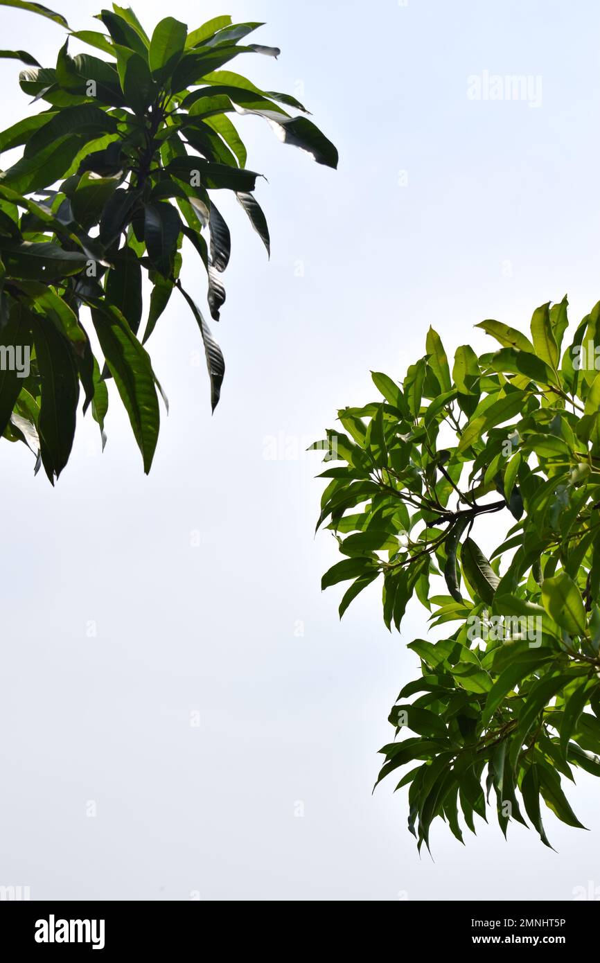 Mango Green Leaves and Branches, Green leaf frame with sky background ...