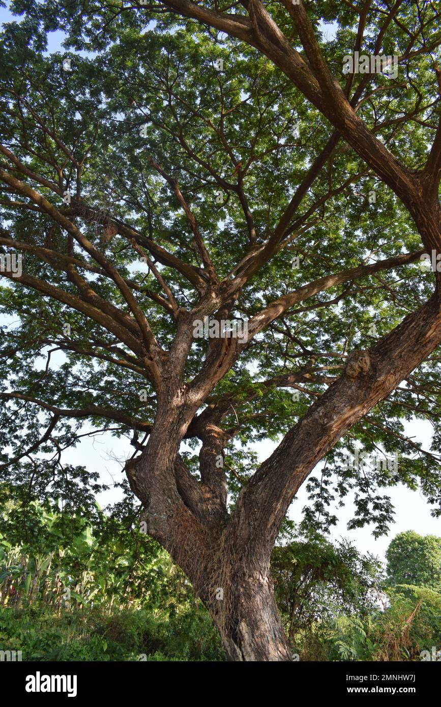 A large tree that has many branches that are green and shady Stock ...