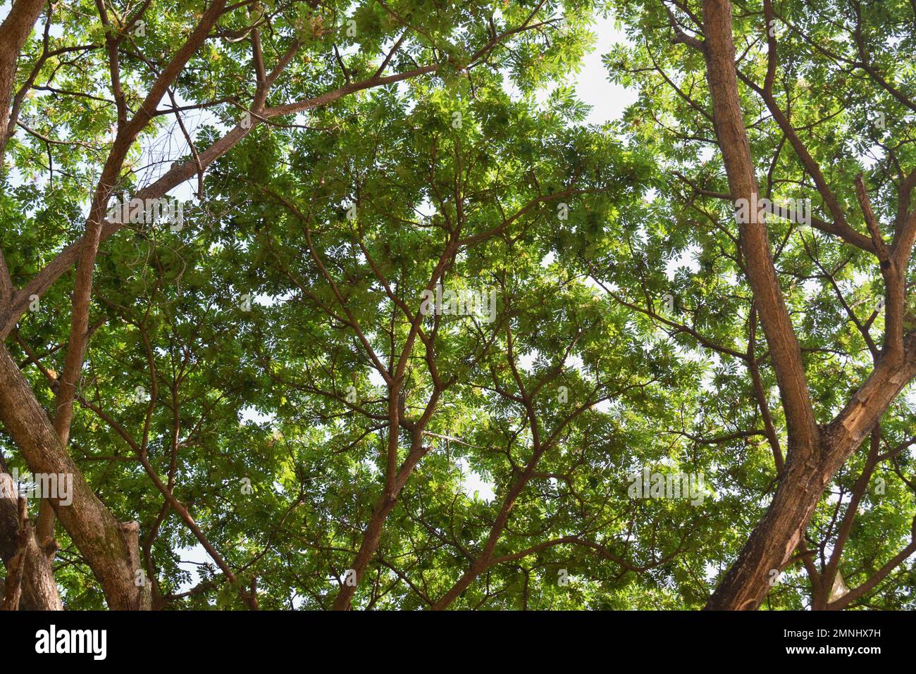 A large tree that has many branches that are green and shady Stock ...
