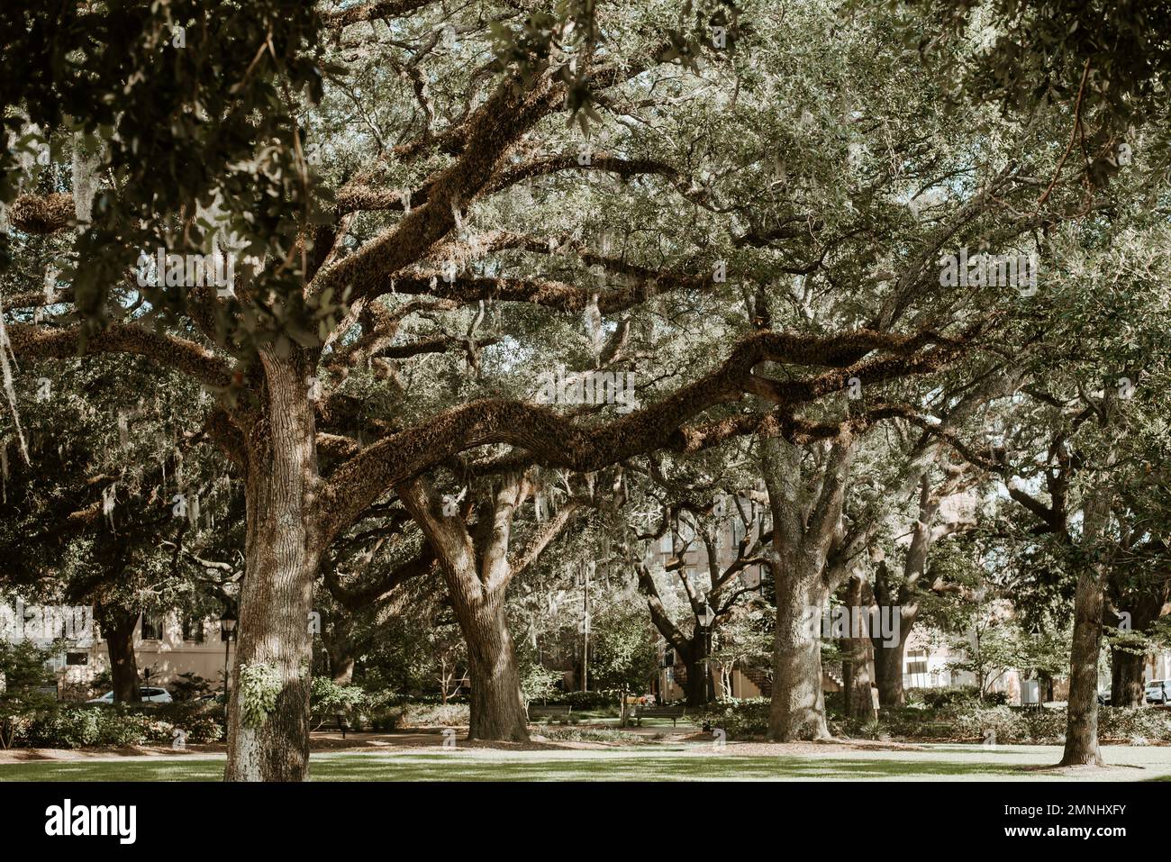 A plethora of live oak trees in Historic Downtown Savannah Stock Photo ...