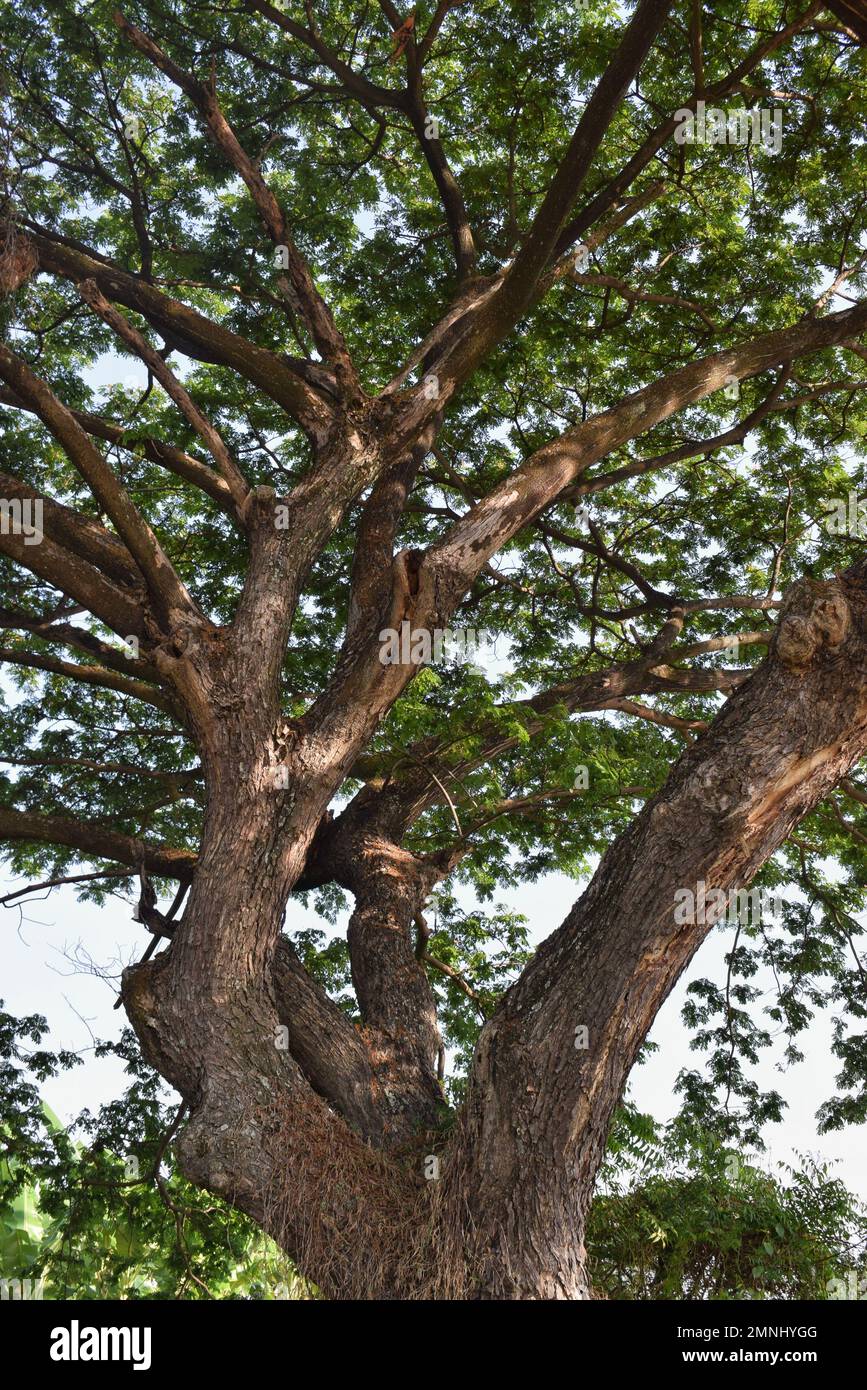 A large tree that has many branches that are green and shady Stock ...