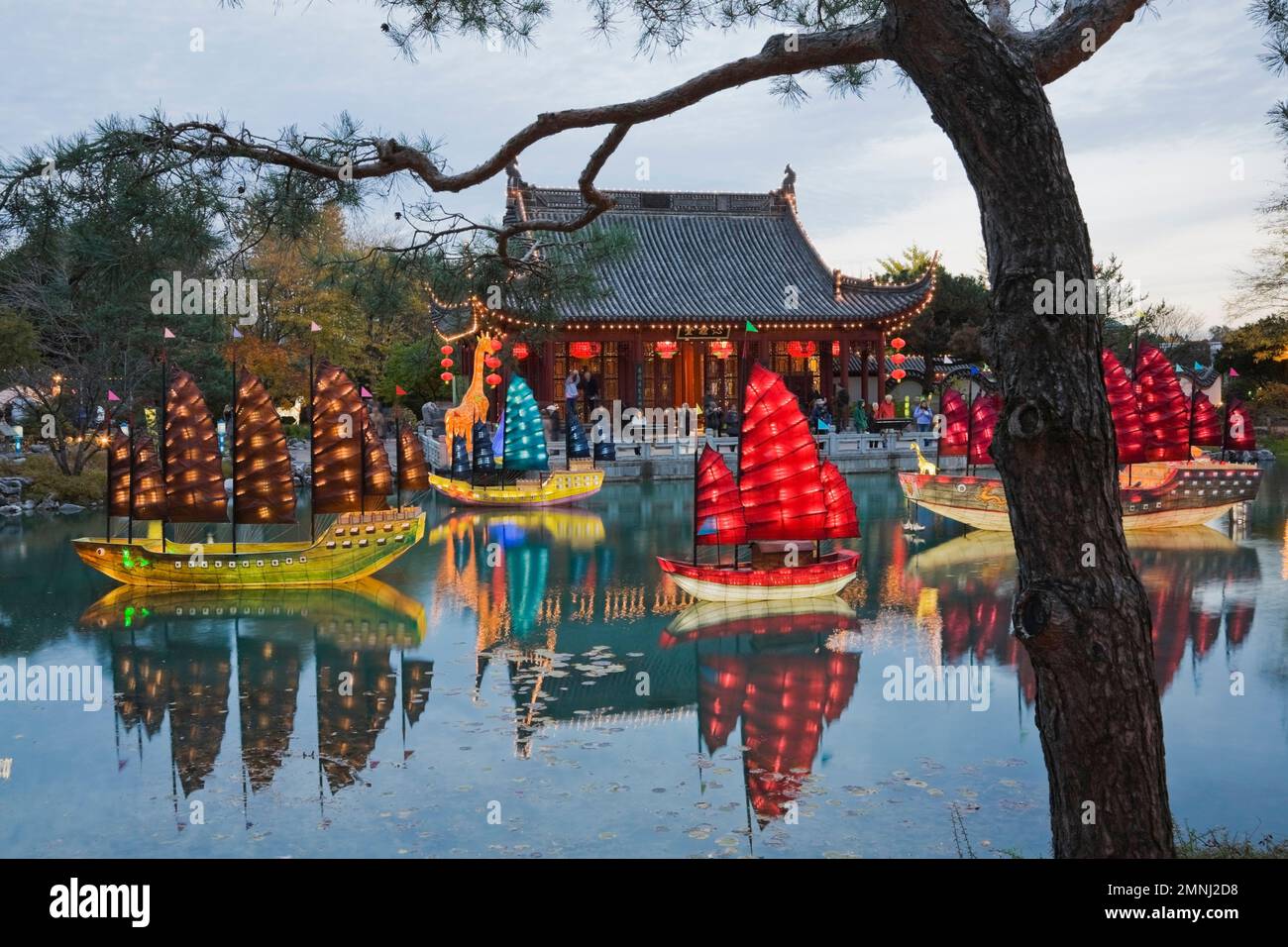 Silhouetted tree trunk and illuminated Chinese Junks lanterns and ... Silhouetted tree trunk and illuminated Chinese Junks lanterns and ...