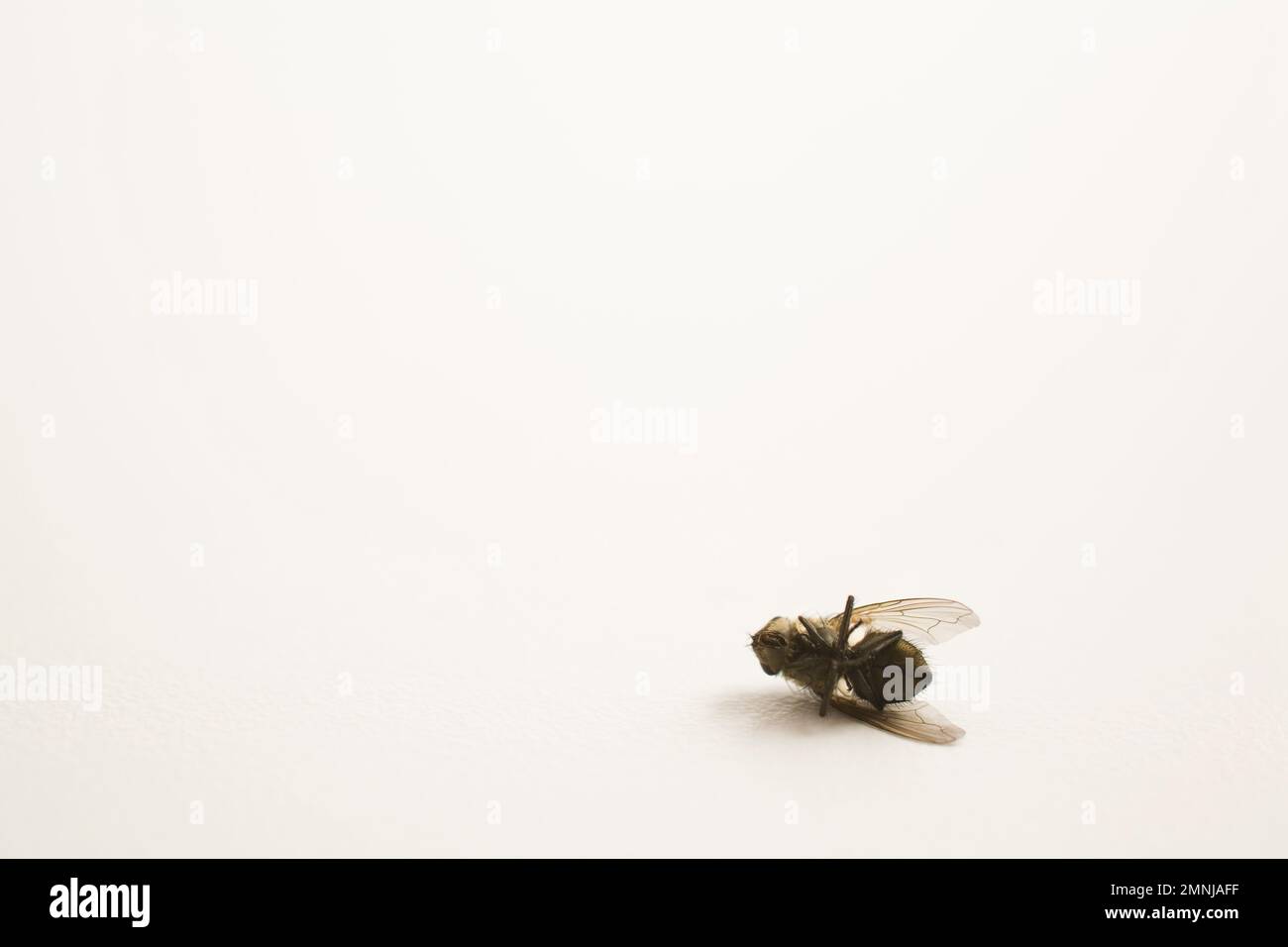 Common housefly head hi-res stock photography and images - Alamy