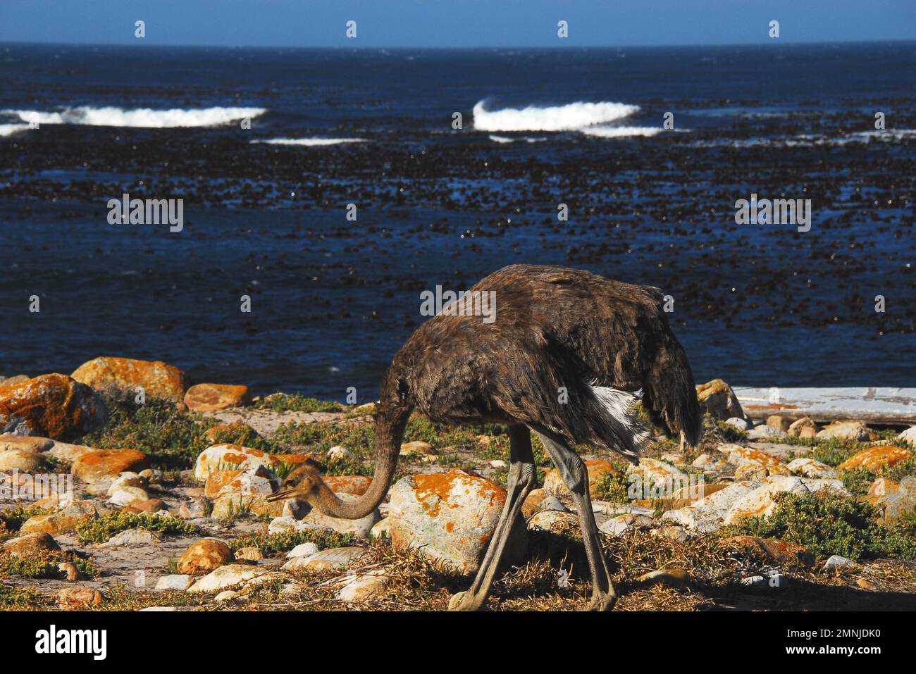 Ostrich sea hi-res stock photography and images - Alamy