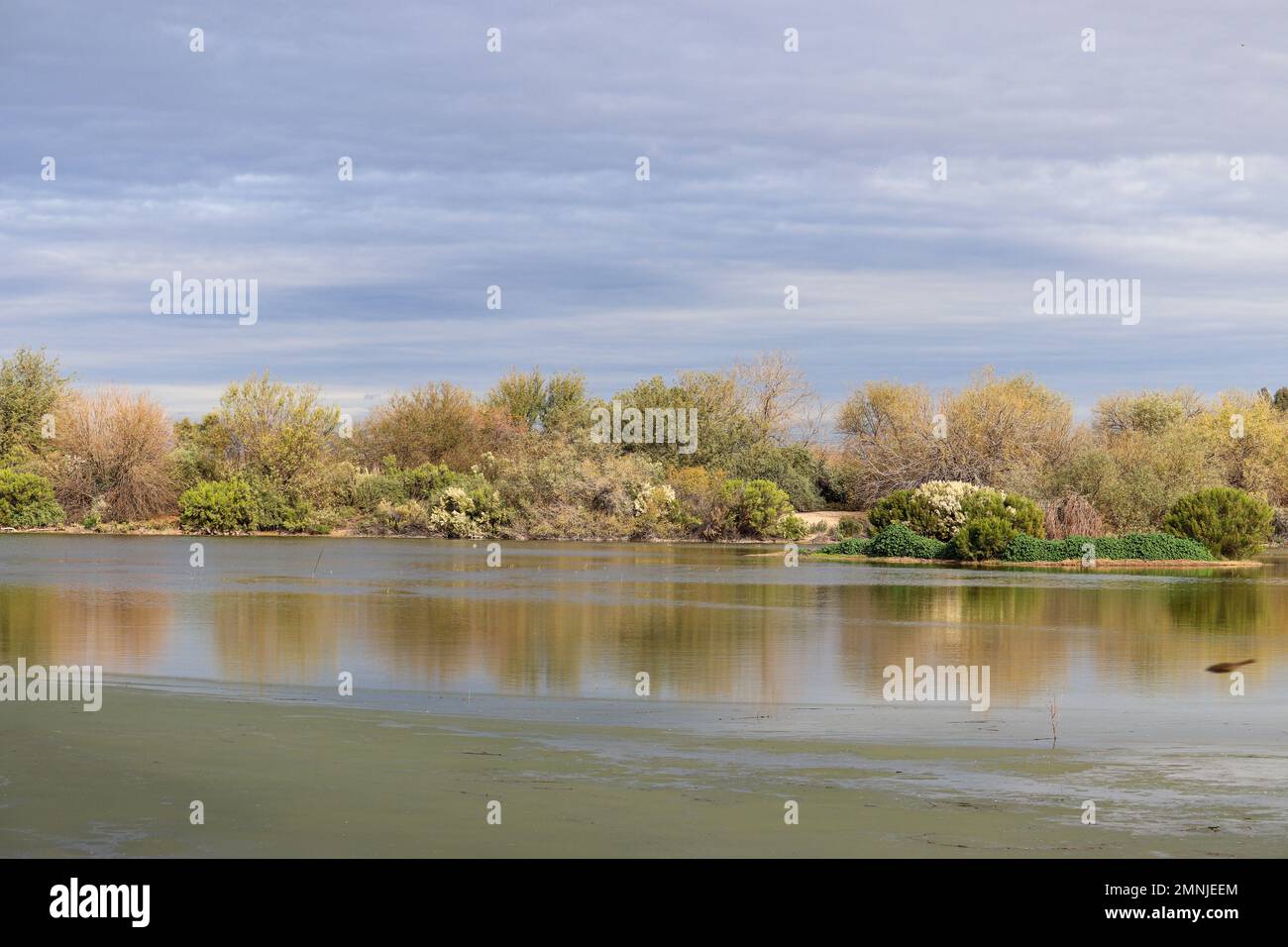 Pond greenery hi-res stock photography and images - Alamy