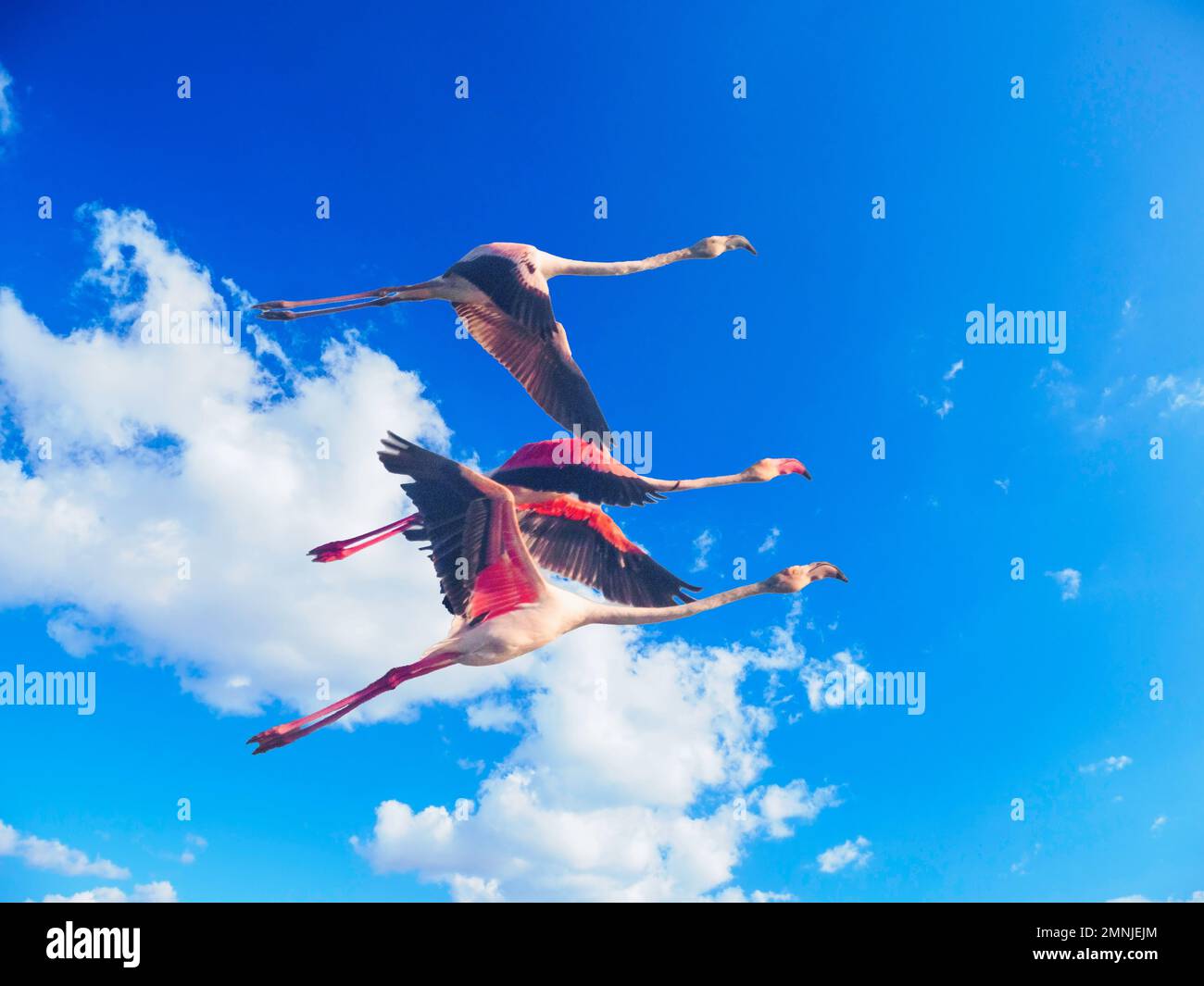 Three flamingos in flight Stock Photo - Alamy