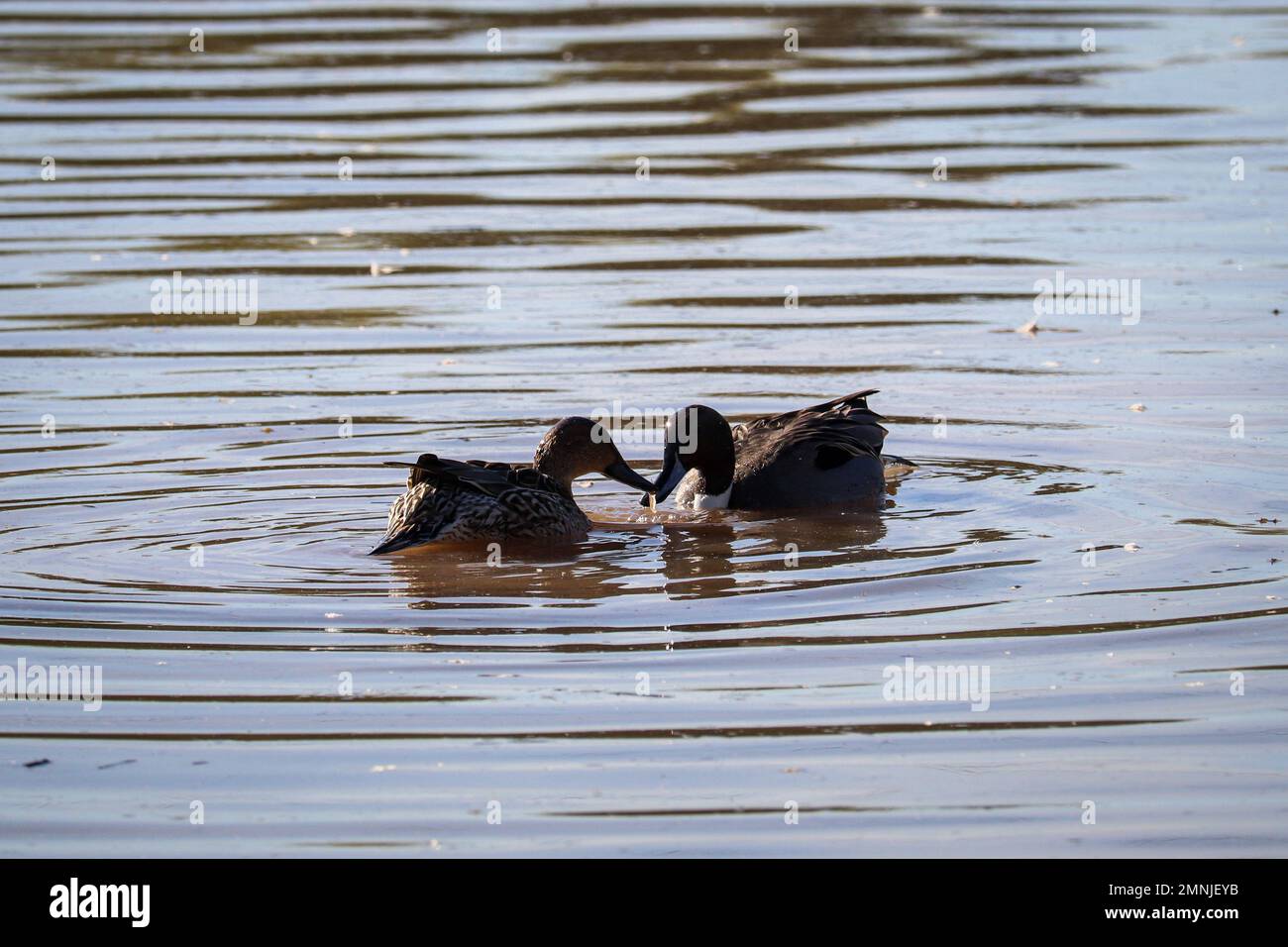 Migrating ripples hi-res stock photography and images - Alamy