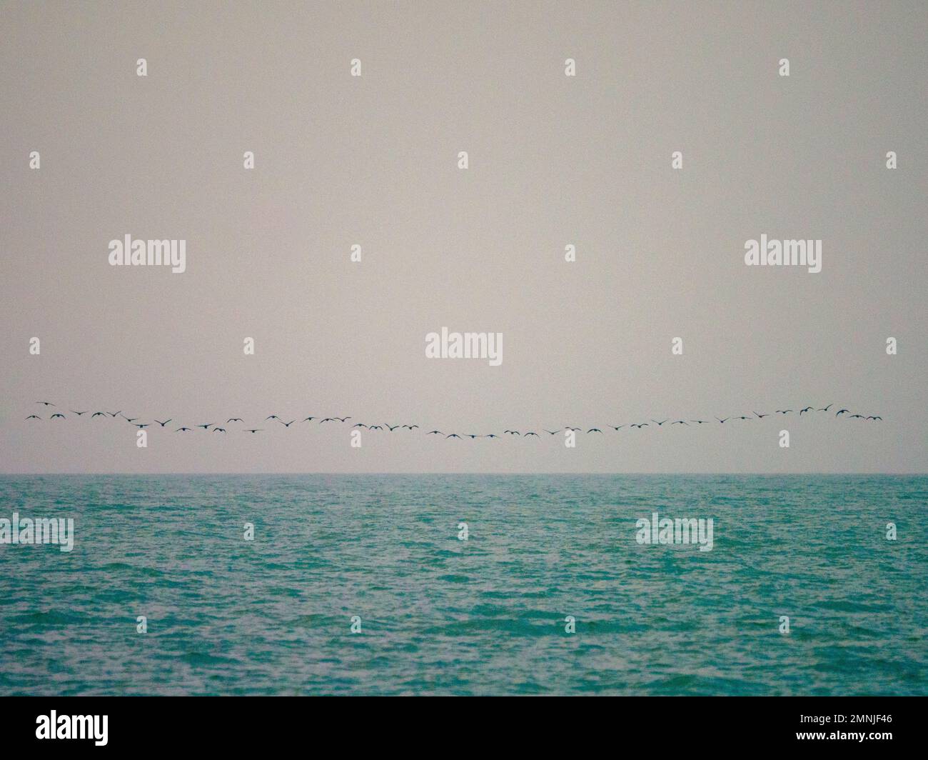 Flock of birds flying above smooth sea Stock Photo - Alamy