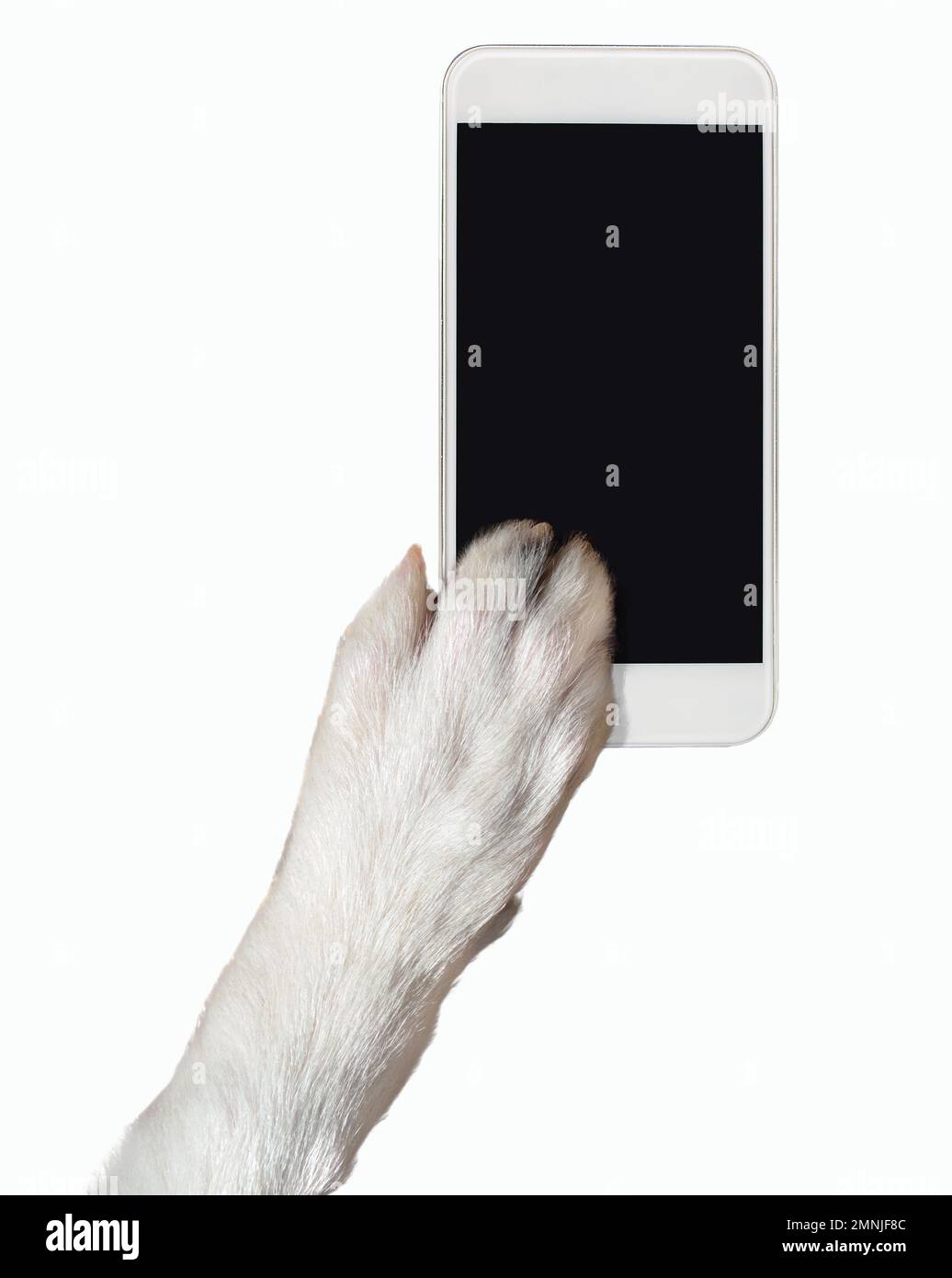 Close-up of dog paw touching the screen of a phone with copy space and ...