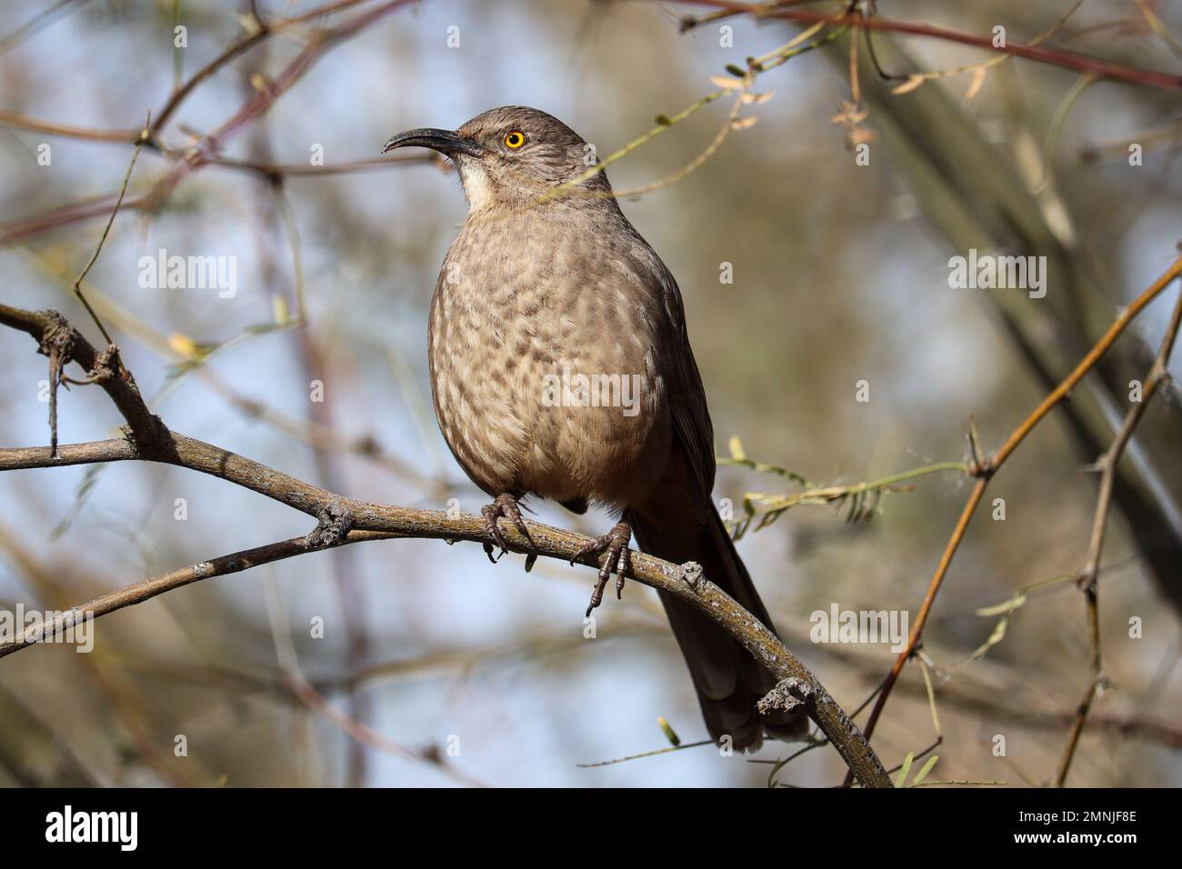 Curve-billed Thrasher or Toxostoma curvirostre perching in a tree at ...