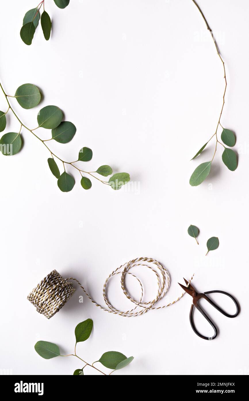 Eucalyptus twigs on white background. Flat lay, top view overhead ...