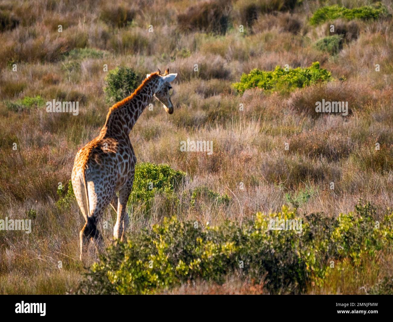 South Africa, Western Cape, Rear view of giraffe walking in grassland ...