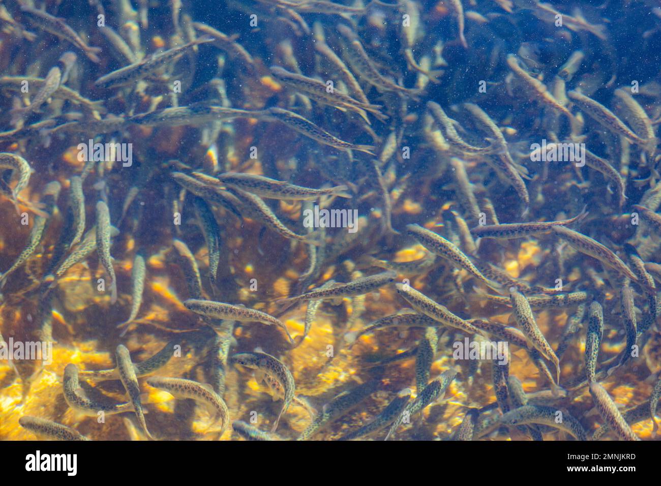 Immature trout in fish hatchery ponds Stock Photo - Alamy