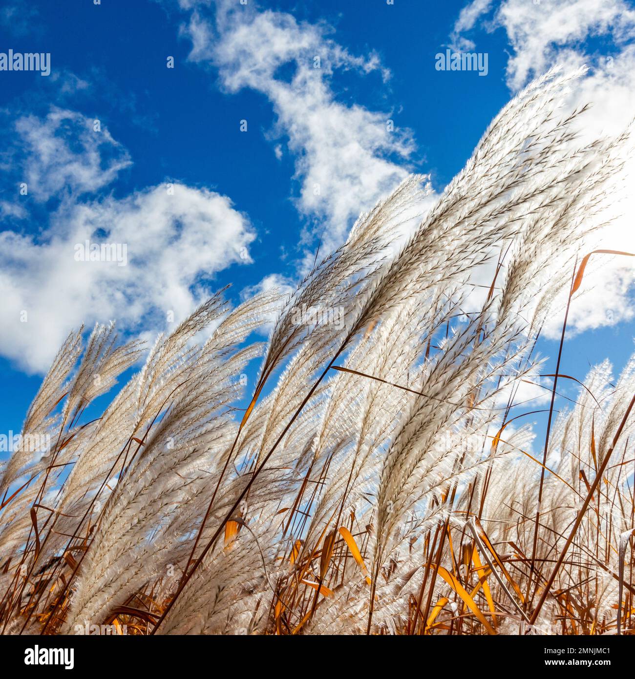 Grasses fall hi-res stock photography and images - Alamy