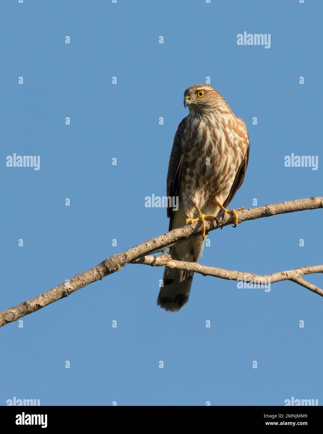 The sharp-shinned hawk (Accipiter striatus), a small hawk, at National ...