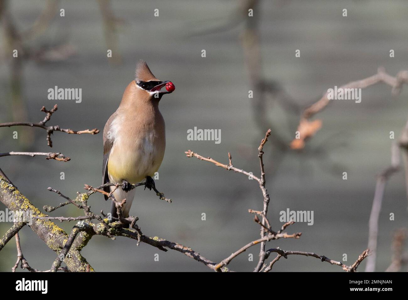 Cedar Waxwing, Bombycilla cedrorum Stock Photo - Alamy