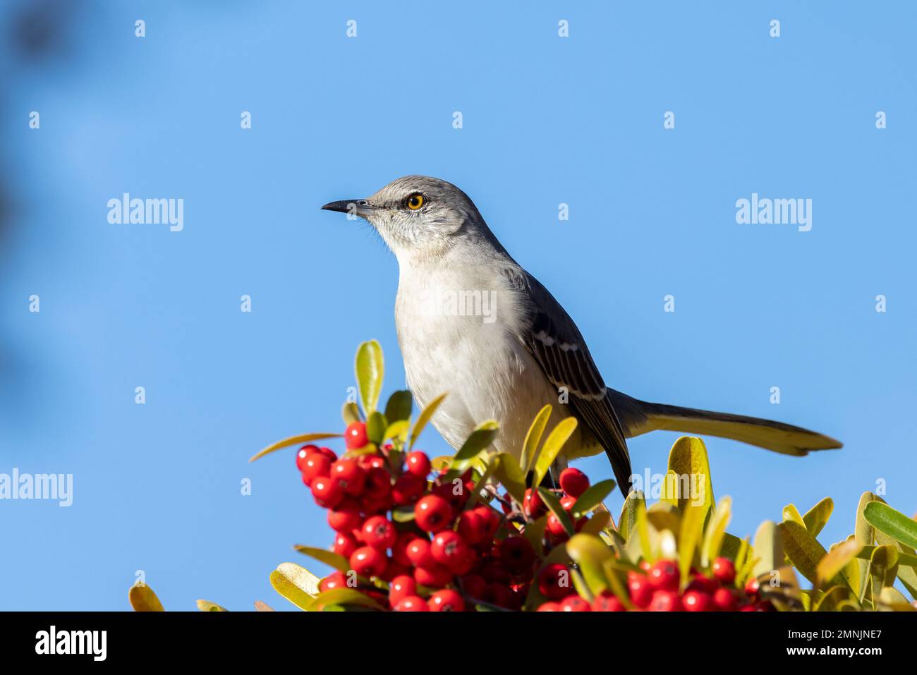 Mockingbird bird hi-res stock photography and images - Alamy