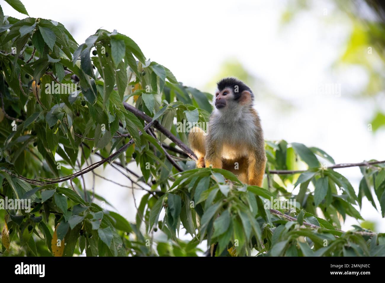 Squirrel monkey saimiri oerstedii hi-res stock photography and images ...