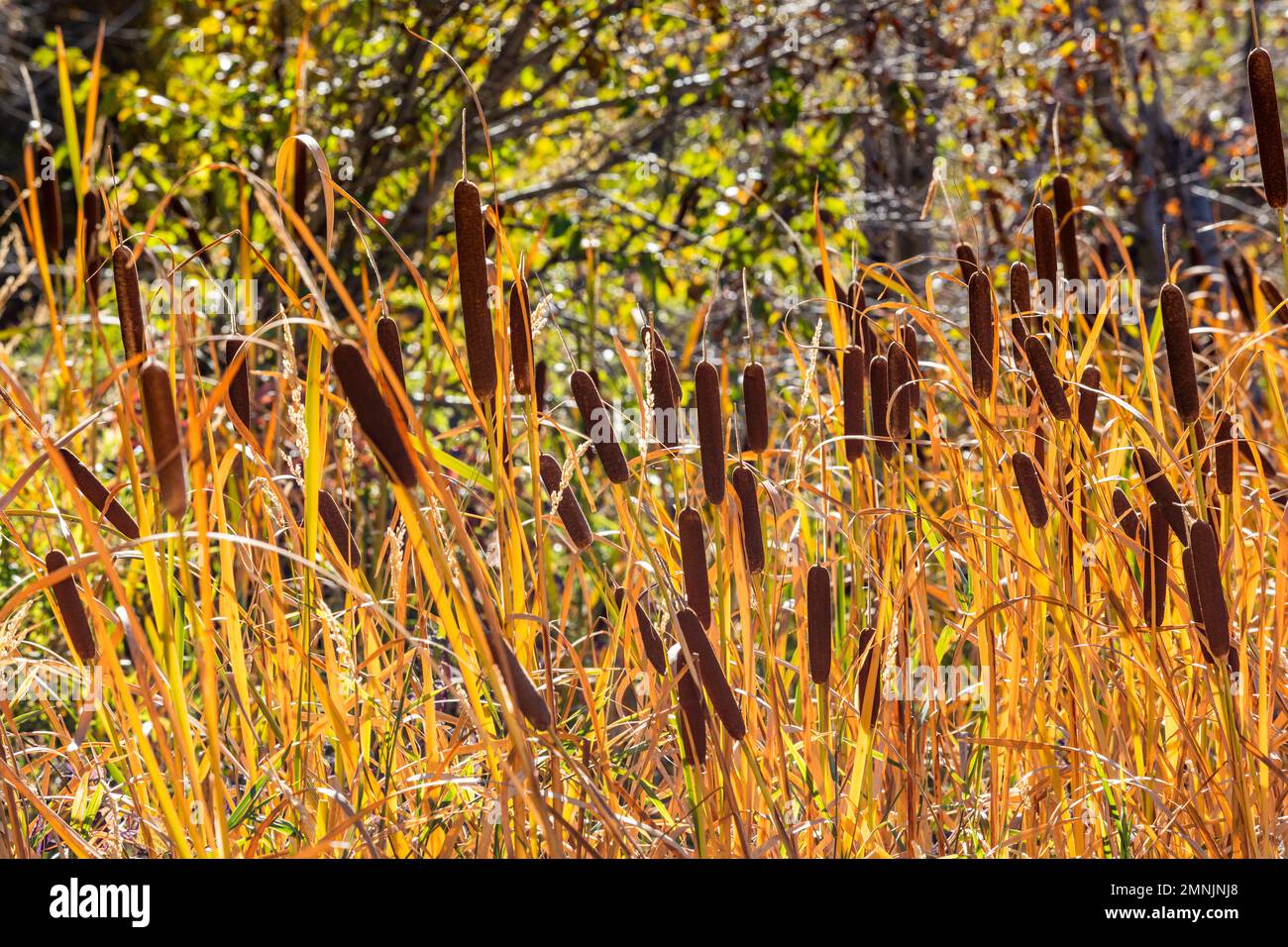 USA, Idaho, Hailey, Cattails growing in marshy area Stock Photo - Alamy
