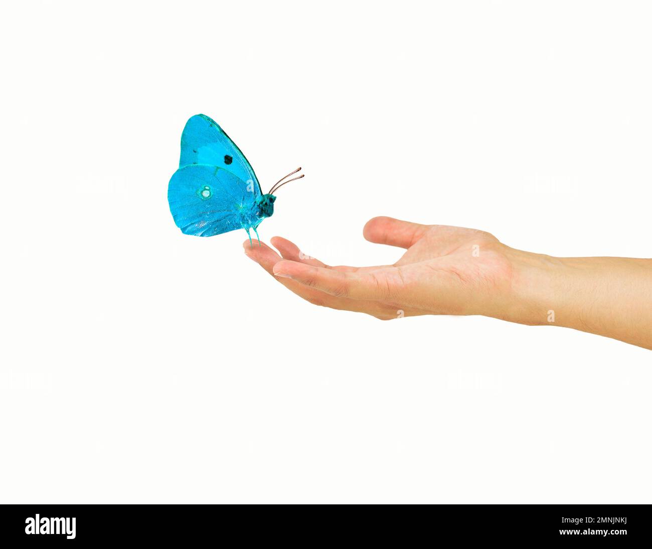 Touching a butterfly Cut Out Stock Images & Pictures - Alamy